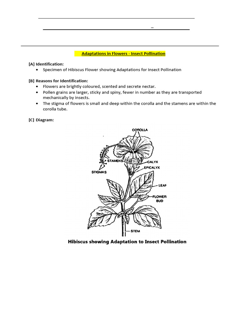 #8 Adaptations - Pollination | PDF