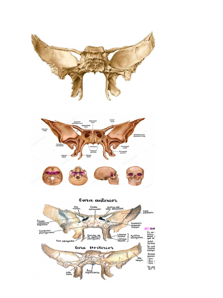 Imágenes Cráneo | PDF