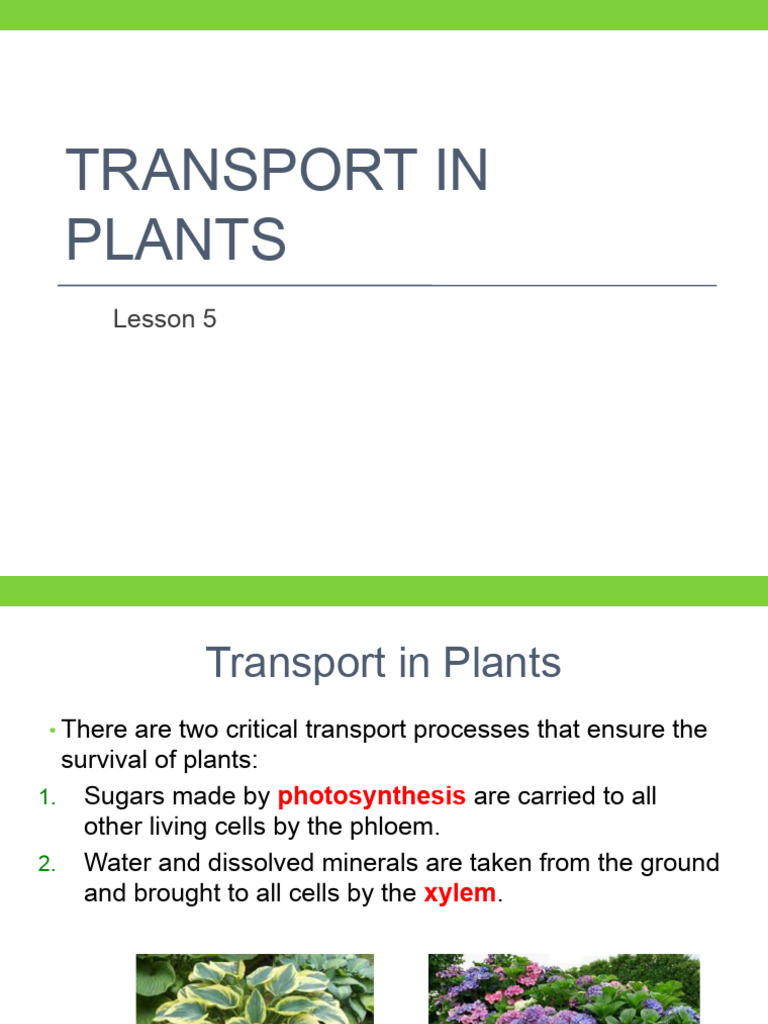 Plant Transport: Xylem and Phloem Explained | PDF | Stoma | Root