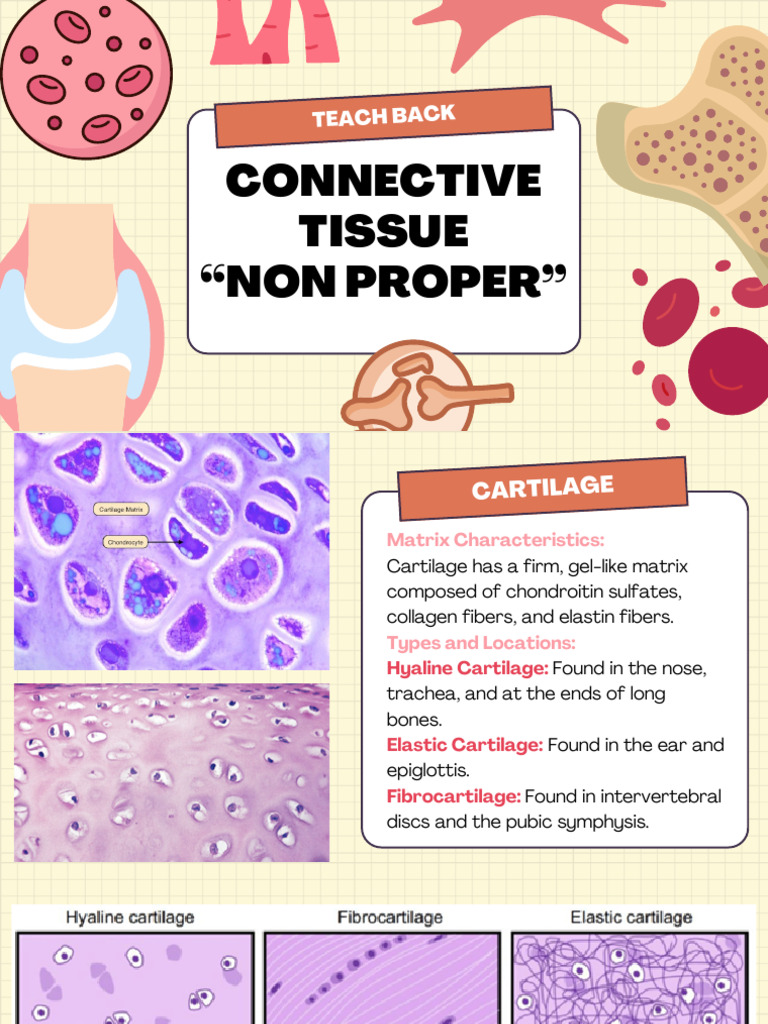 CONNECTIVE TISSUE PRESENTATIOn | PDF