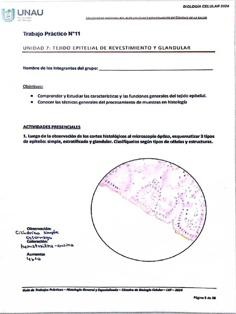 TP11 | PDF | Epitelio | Anatomía