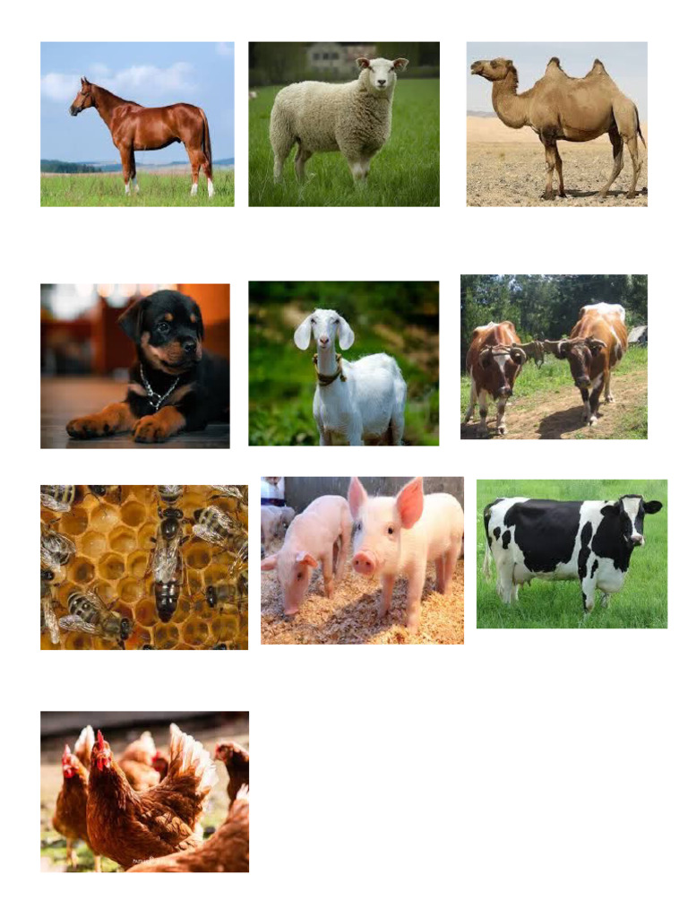 Animales Utiles para El Hombre | PDF