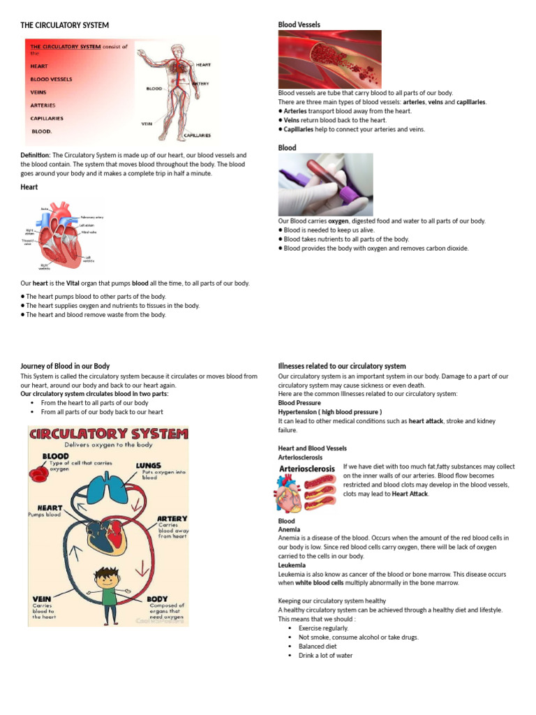 THE CIRCULATORY SYSTEM | PDF | Blood | Blood Vessel