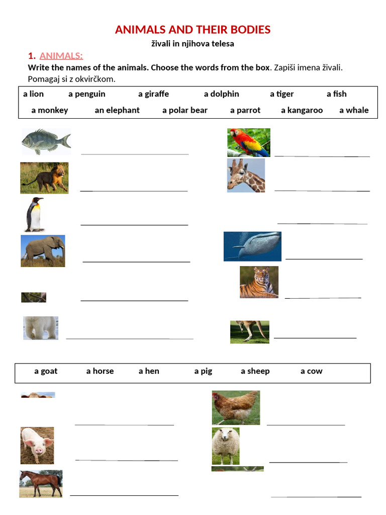 Animals-primary-school | PDF | Elephant | Giraffe