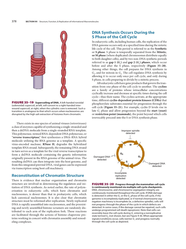Cell Cycle | PDF | Cell Cycle | Dna Repair