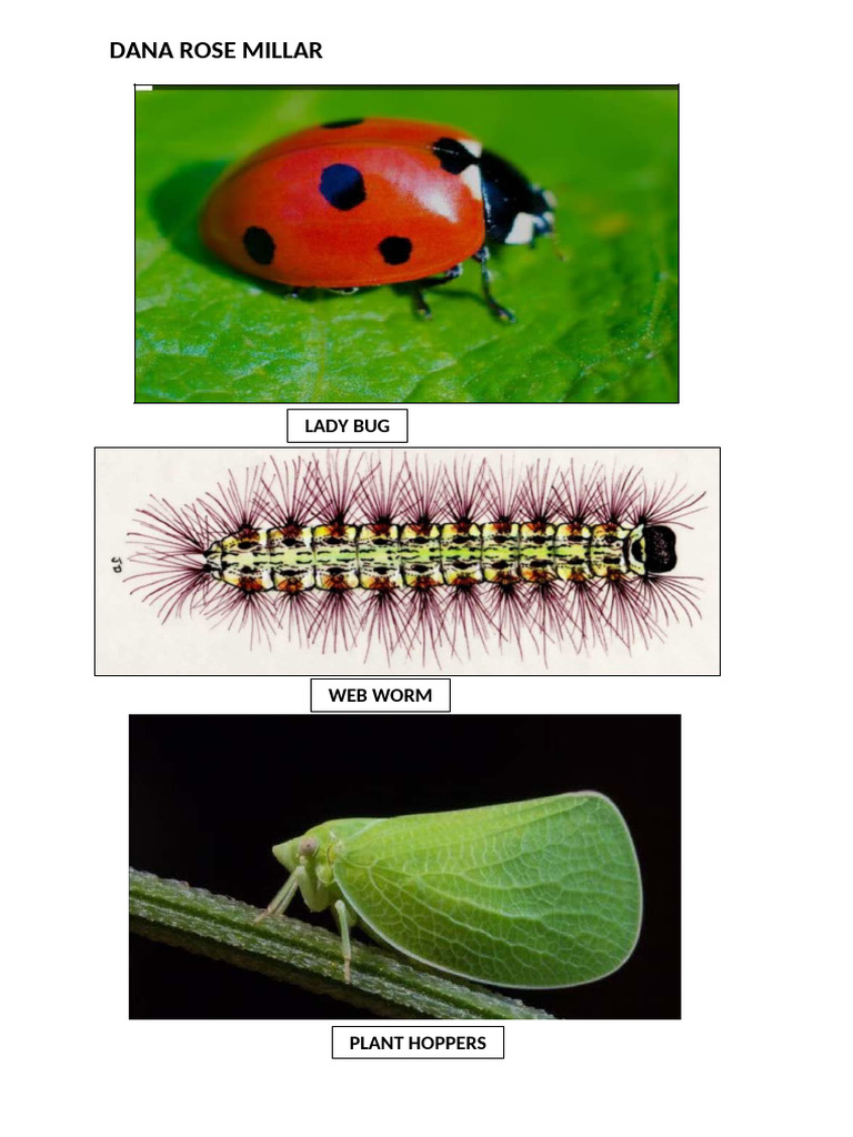 Dana Project | PDF | Home & Garden