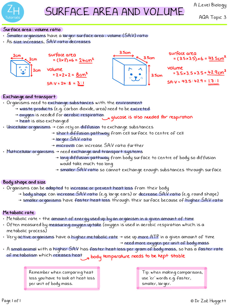 1QA Exchange and Transport (2) | PDF | Heart Valve | Atrium (Heart)