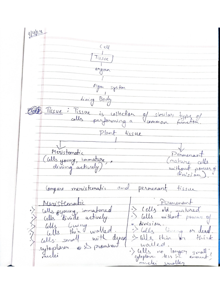 Biology Work 7D 2024-25 | PDF