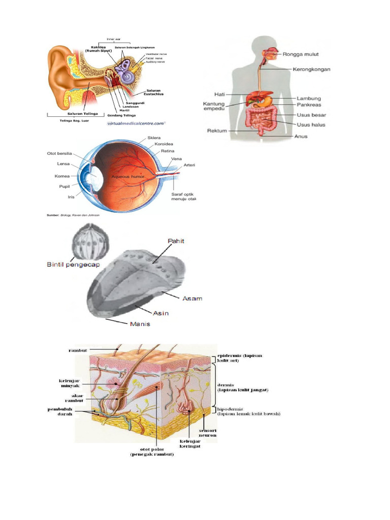Gambar Alat Indra | PDF