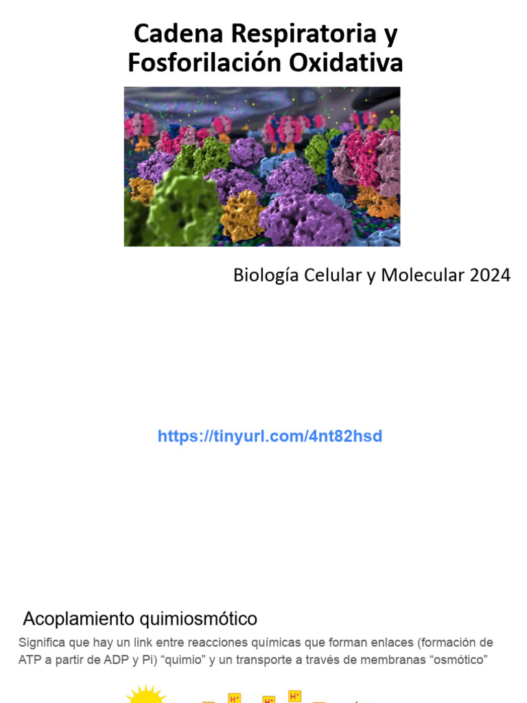 PRESENTACIÓN Usada en El Taller de Cadena Respiratoria y Fosforilación Oxidativa | PDF ...