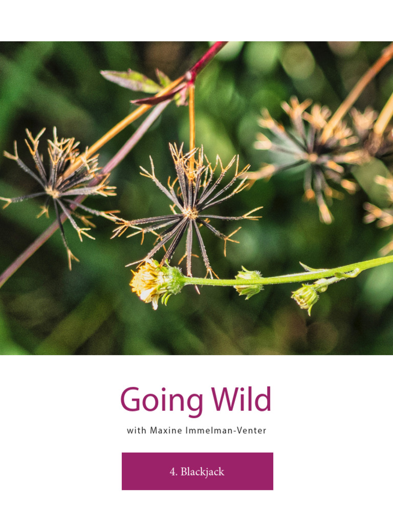 Going Wild 4 Blackjack Done | PDF | Vegetables | Leaf Vegetable