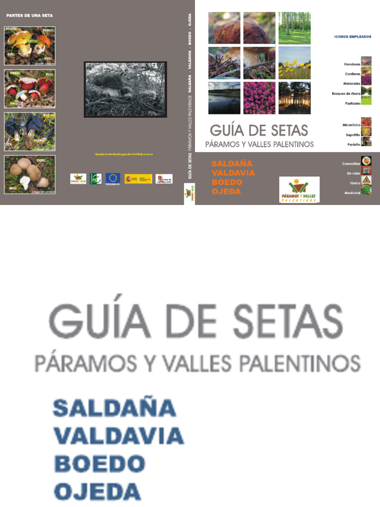 Guia de Setas | PDF
