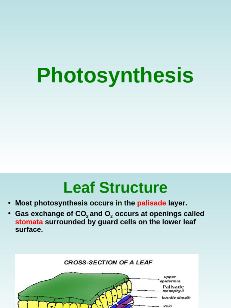 Photosynthesis: Process and Mechanisms | PDF | Photosynthesis | Stoma