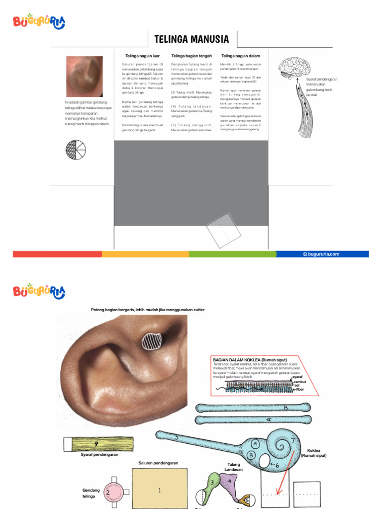 Diorama Telinga | PDF