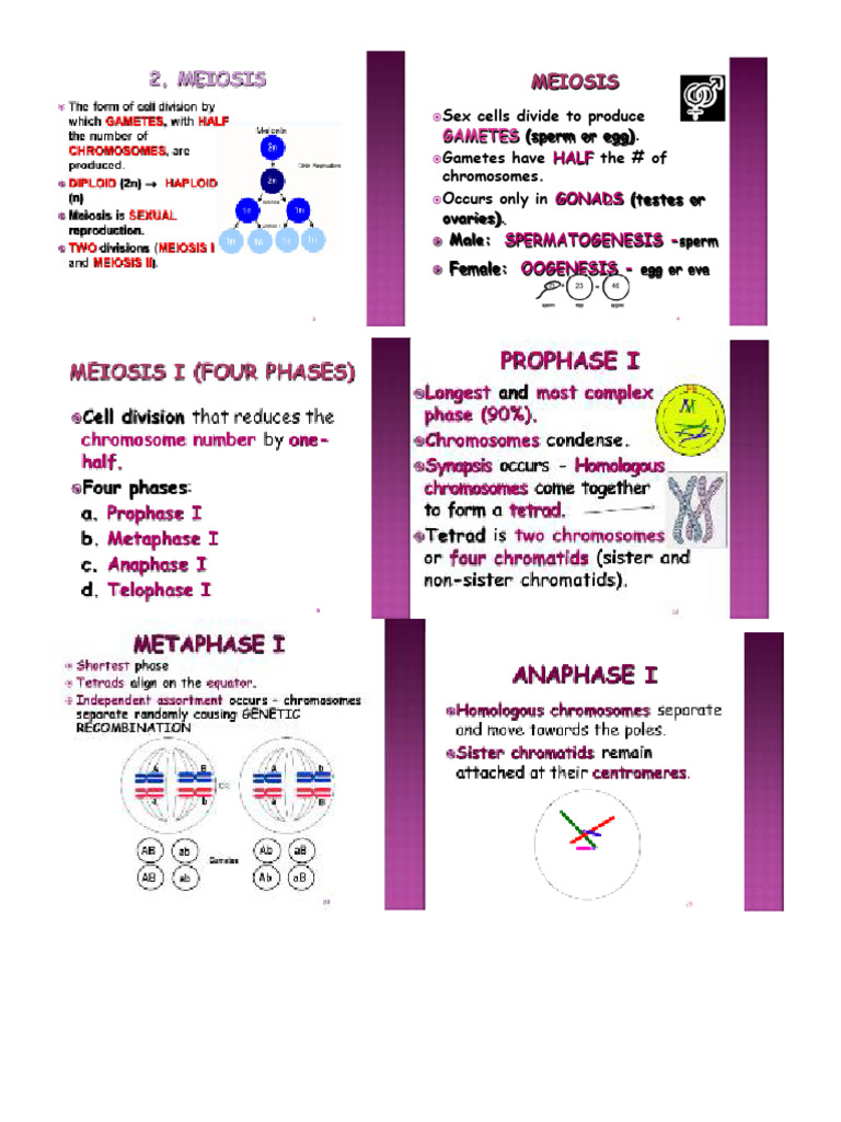 Meiosis Lecture | PDF