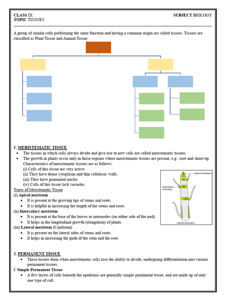 Class Ix Biology Tissues Notes Part I | PDF | Tissue (Biology) | Plant Stem