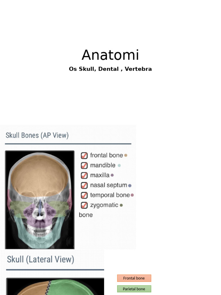 Anatomi Skull, Dental, Vertebra | PDF | Science & Mathematics