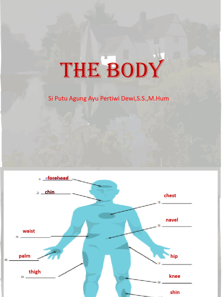 The Body | PDF