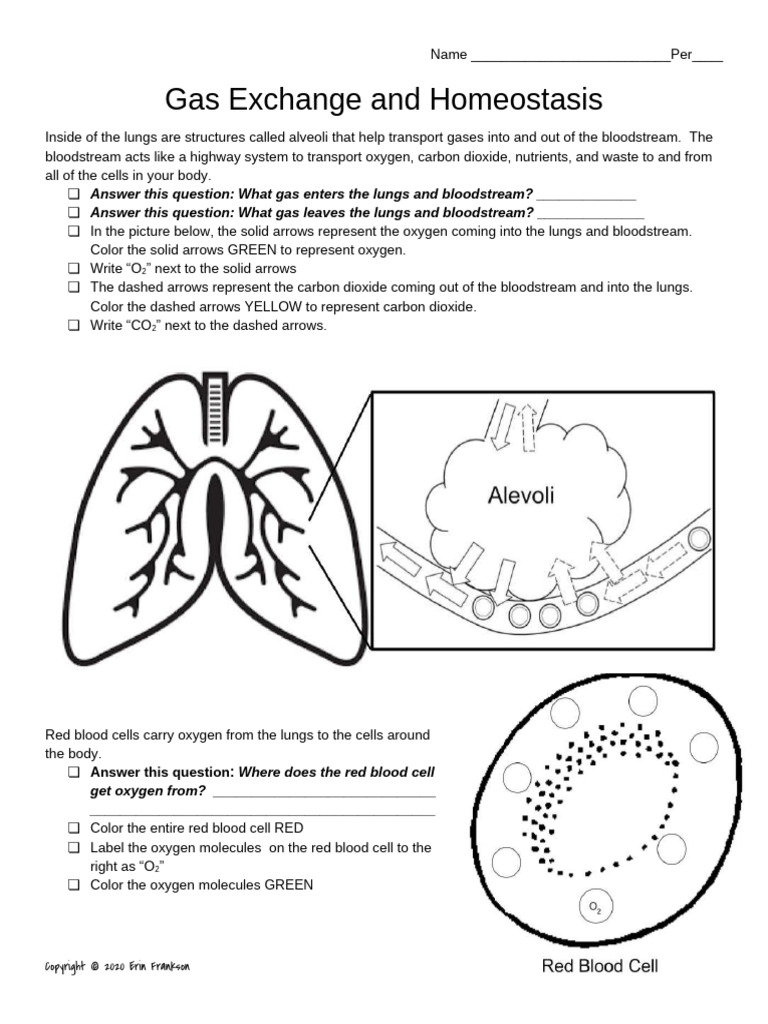 Gas Exchange and Homeostasis Coloring WS | PDF | Lung | Blood