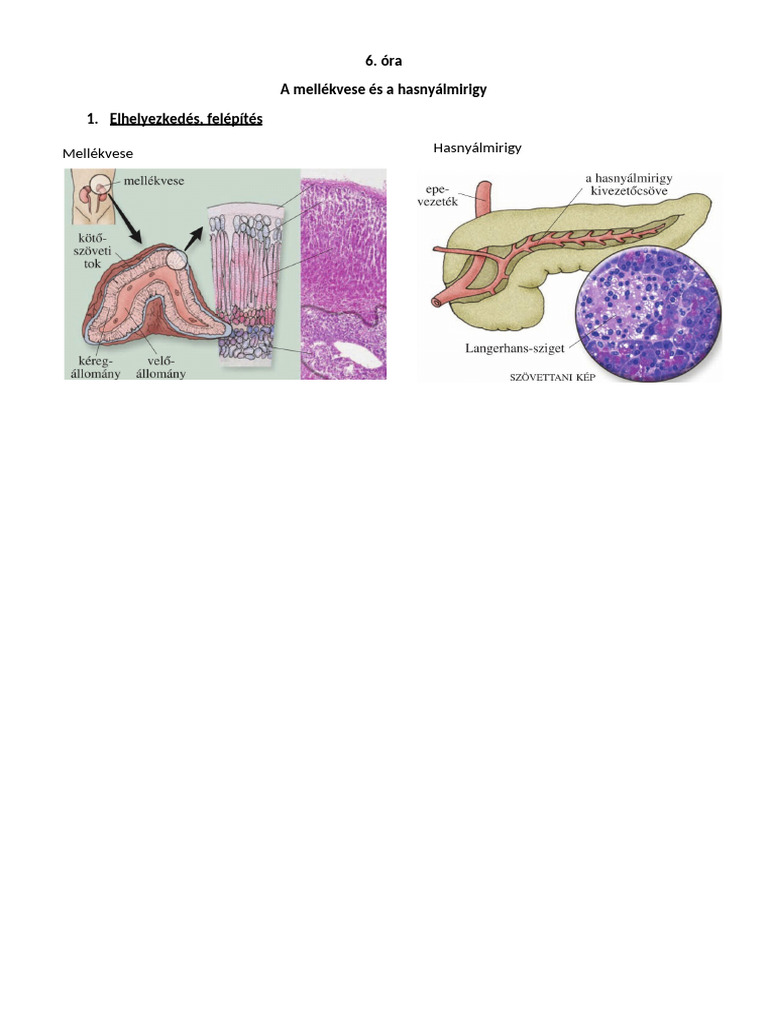 Óra A Mellékvese És A Hasnyálmirigy | PDF