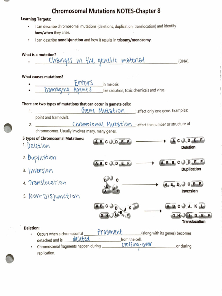 Chromosomal Mutations NOTES | PDF