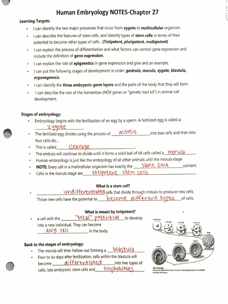 Human Embryology NOTES | PDF