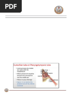 Aaos Rom Values | PDF | Anatomical Terms Of Motion | Limbs (Anatomy)