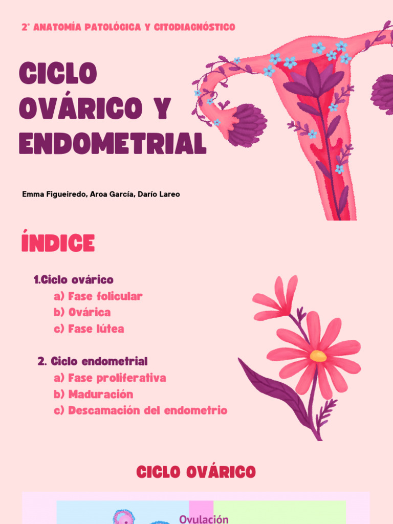 Ciclo Ovárico y Endometrial | PDF