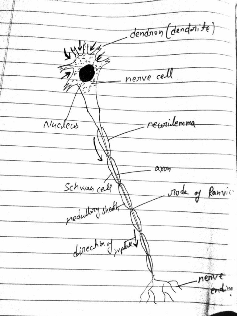 Tantrika Koshika | PDF