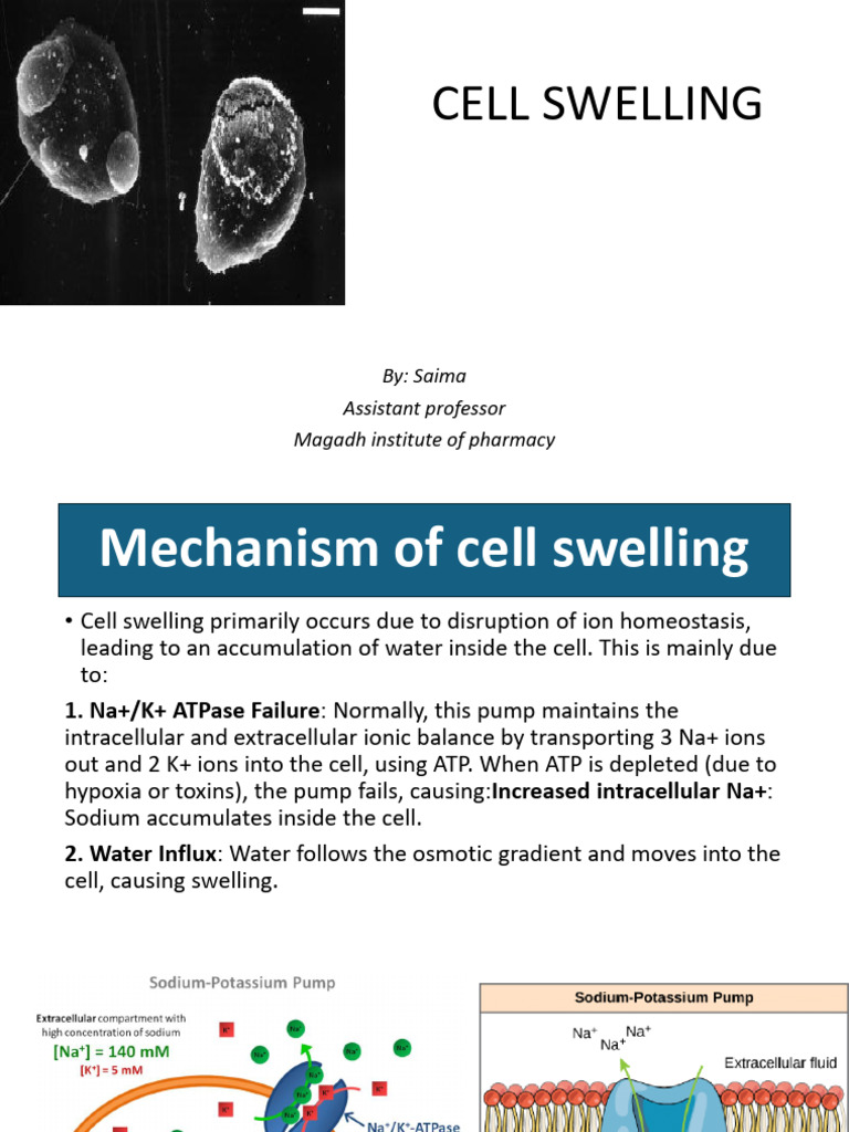 Cell Swelling PDF | PDF | Technology & Engineering
