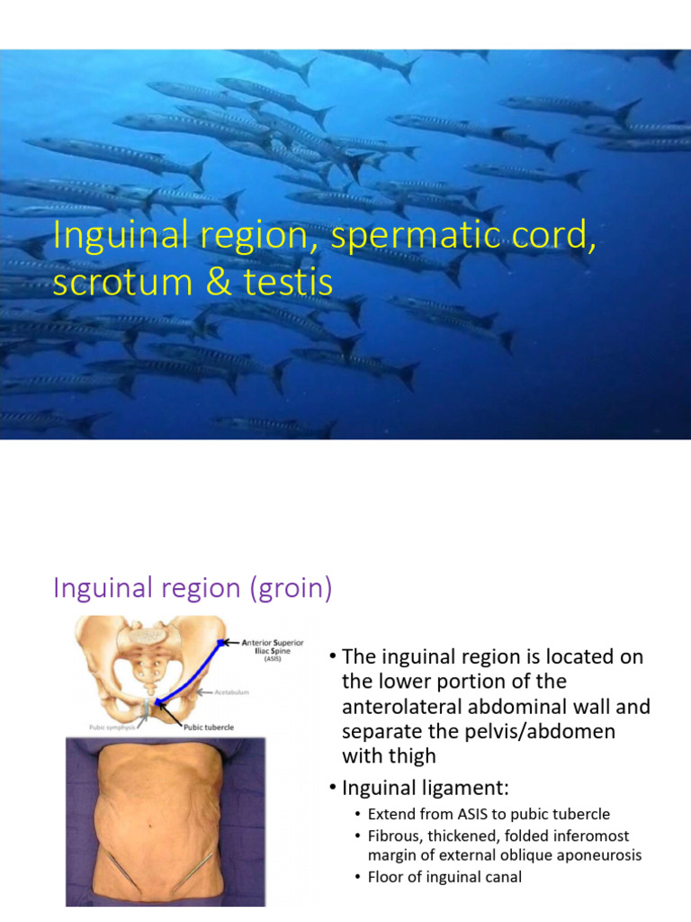Inguinal Region and Spermatic Cord Anatomy | PDF