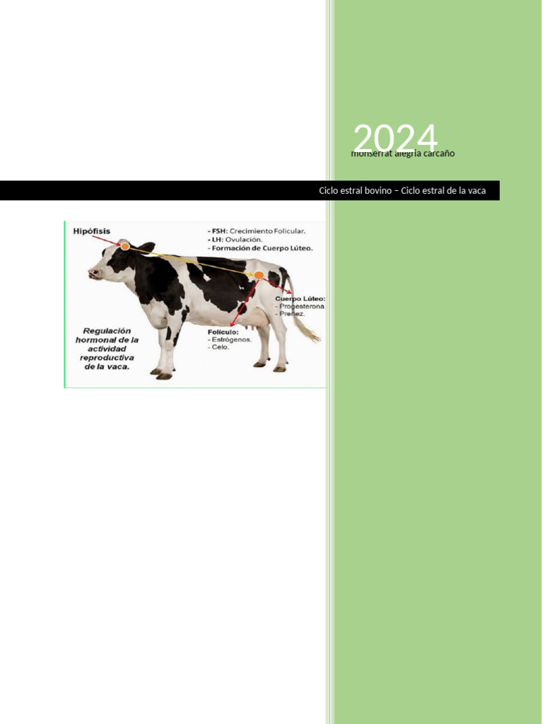 Ciclo Estral de La Vaca | PDF | Hormona luteinizante | Gonadotropina