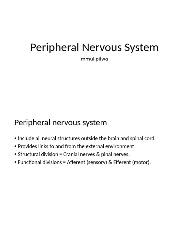 Peripheral Nervous System | PDF | Brainstem | Human Head And Neck