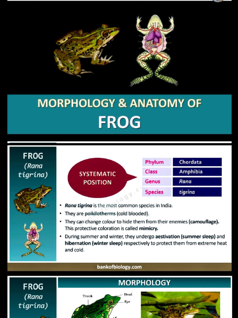 Class XI Morphology and Anatomy of Frog | PDF | Digestion ...
