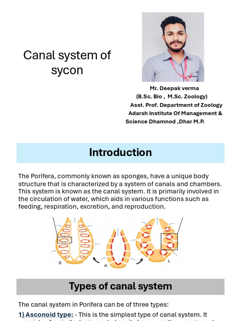Canal System of Sponges | PDF | Wellness