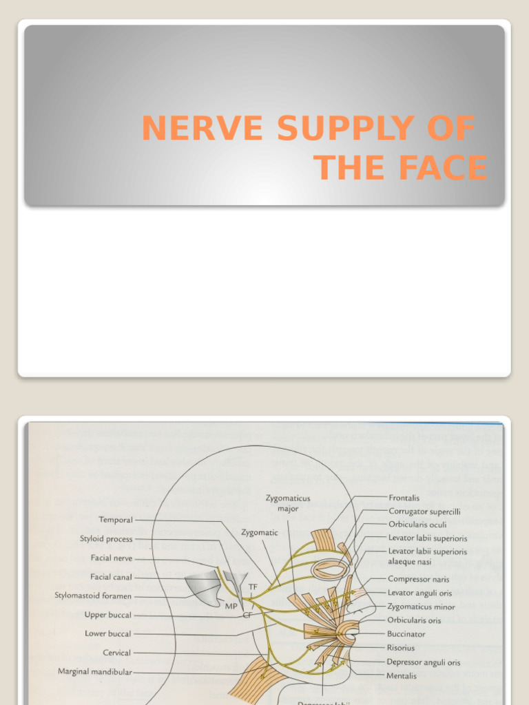 Nerve Supply of the Face Explained | PDF | Vein | Human Nose