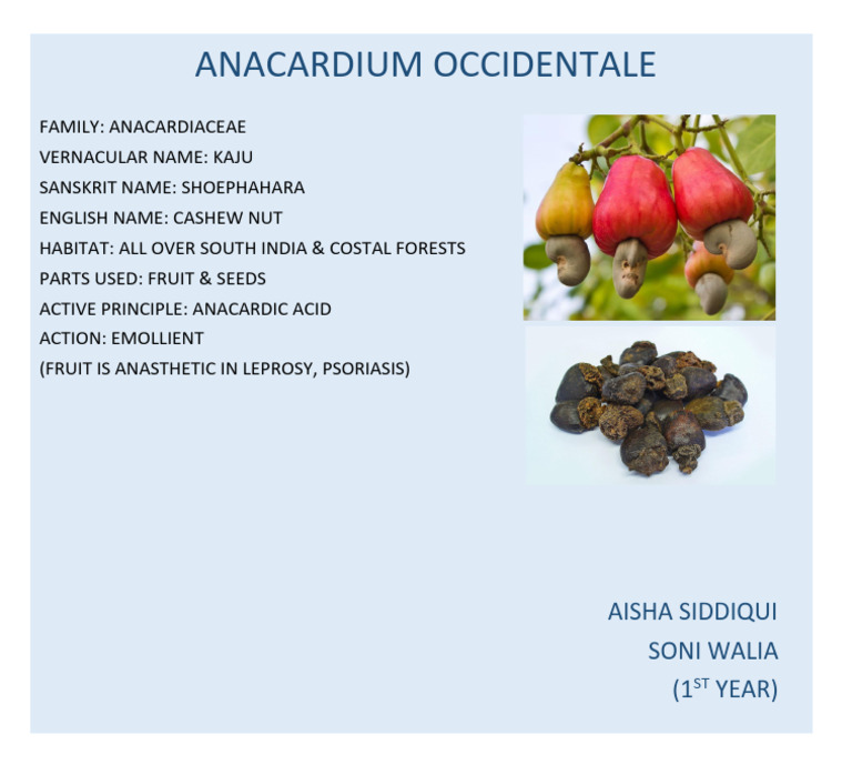 Anacardium Occidentale | PDF