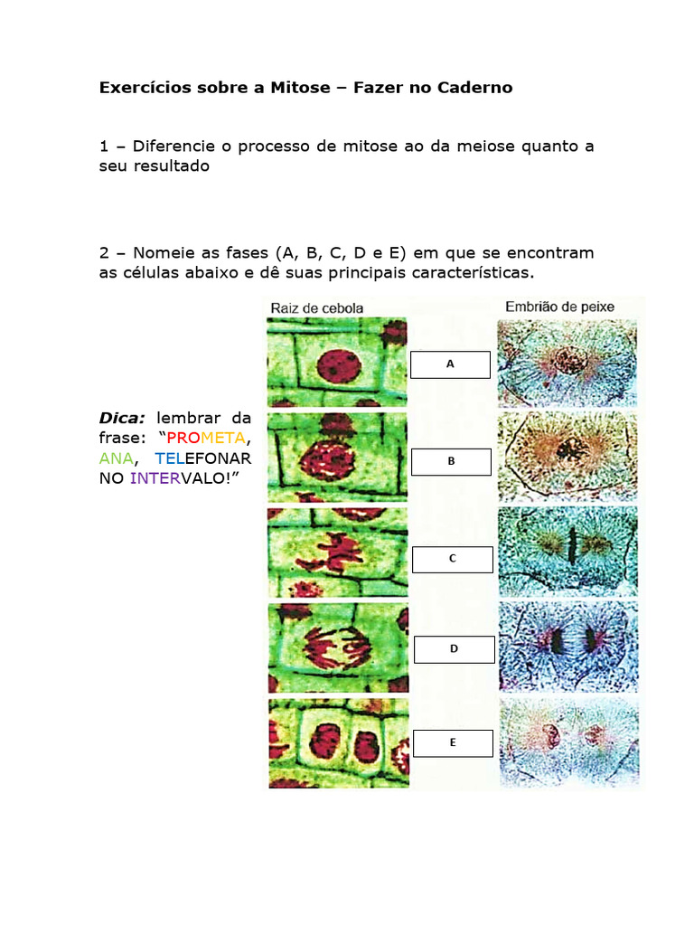 Atividade Mitose | PDF