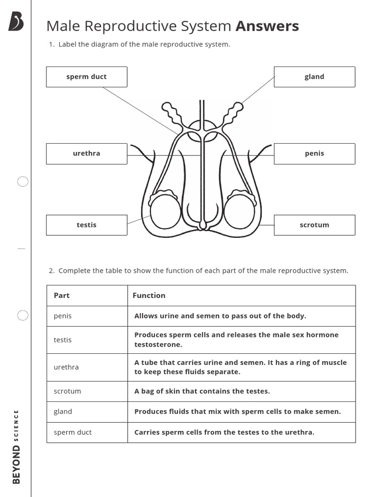 Male Reproductive System Worksheet Answers | PDF