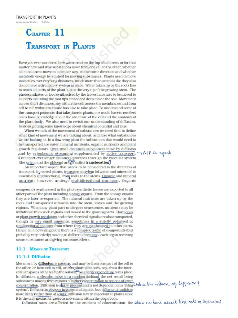 Transport in Plants Onenote | PDF | Technology & Engineering