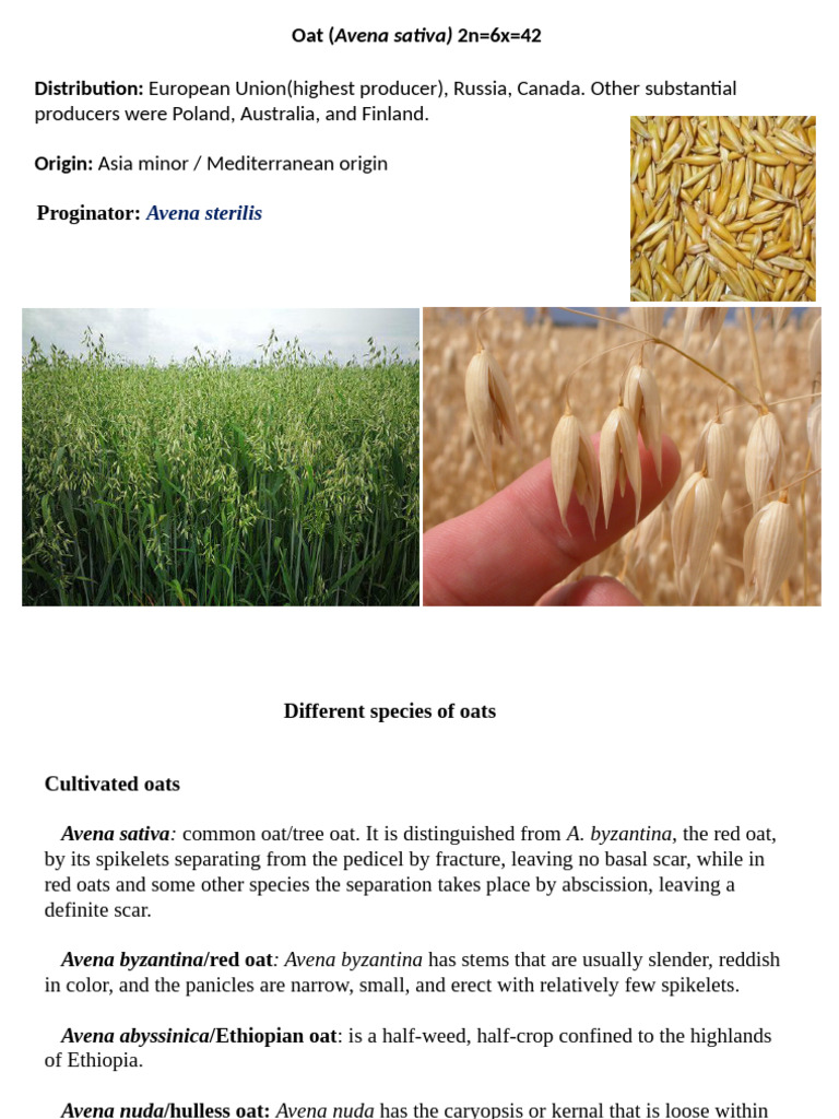 Breeding of Oat (Avena Sativa) | PDF | Oat | Crops