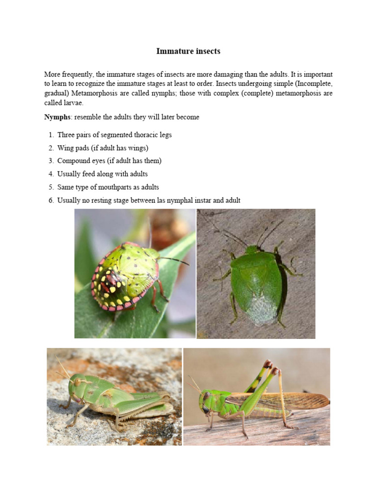 lab._2-_immature_insects | PDF | Hymenoptera | Fly