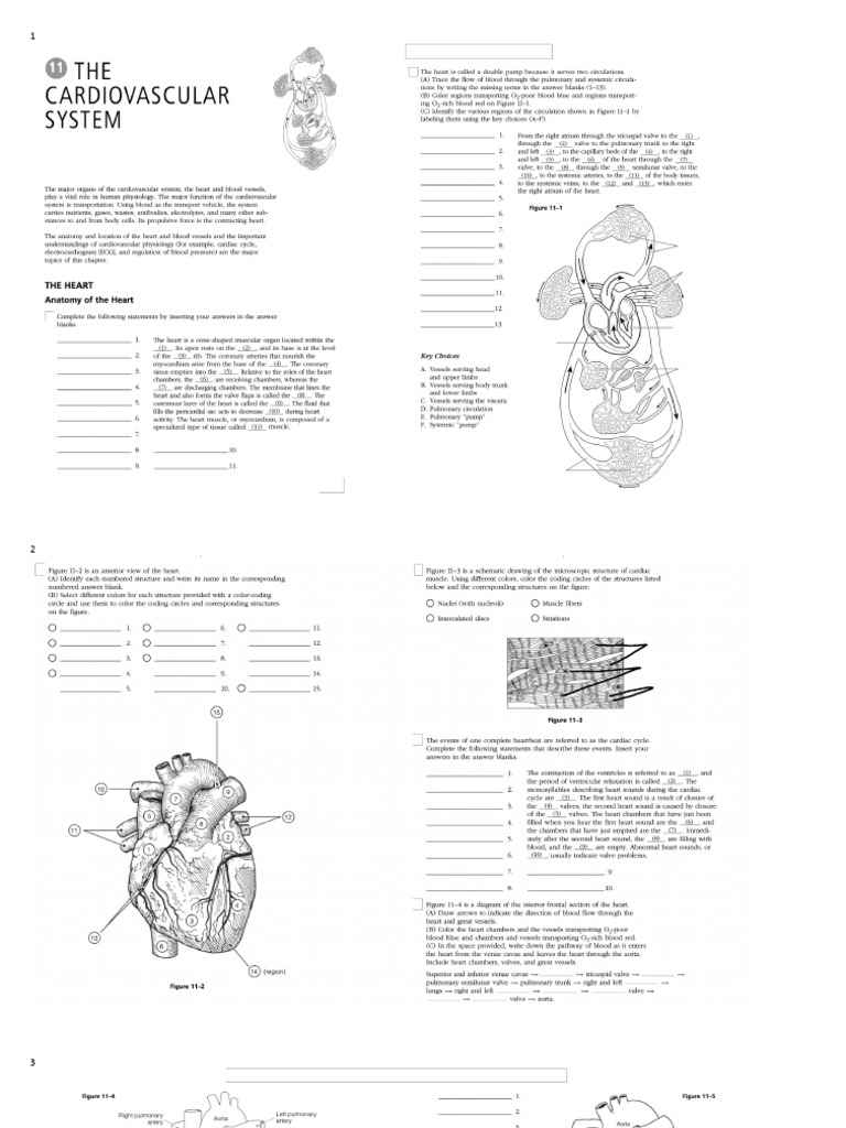 Cardiovascular System ANSWER KEY | PDF | Atrium (Heart) | Heart Valve