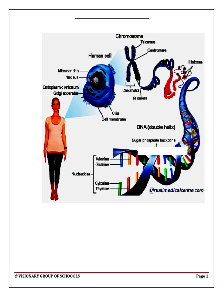 Chromosomes, Genes and Dna PDF | PDF | Dna | Rna