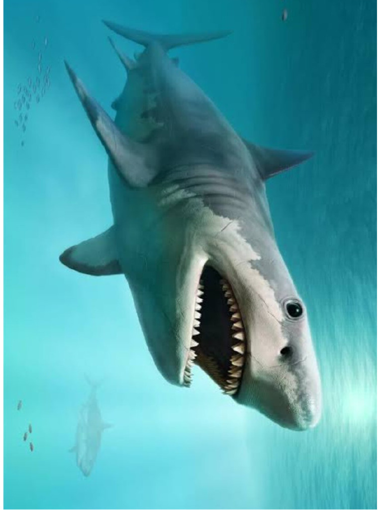 Shark | PDF