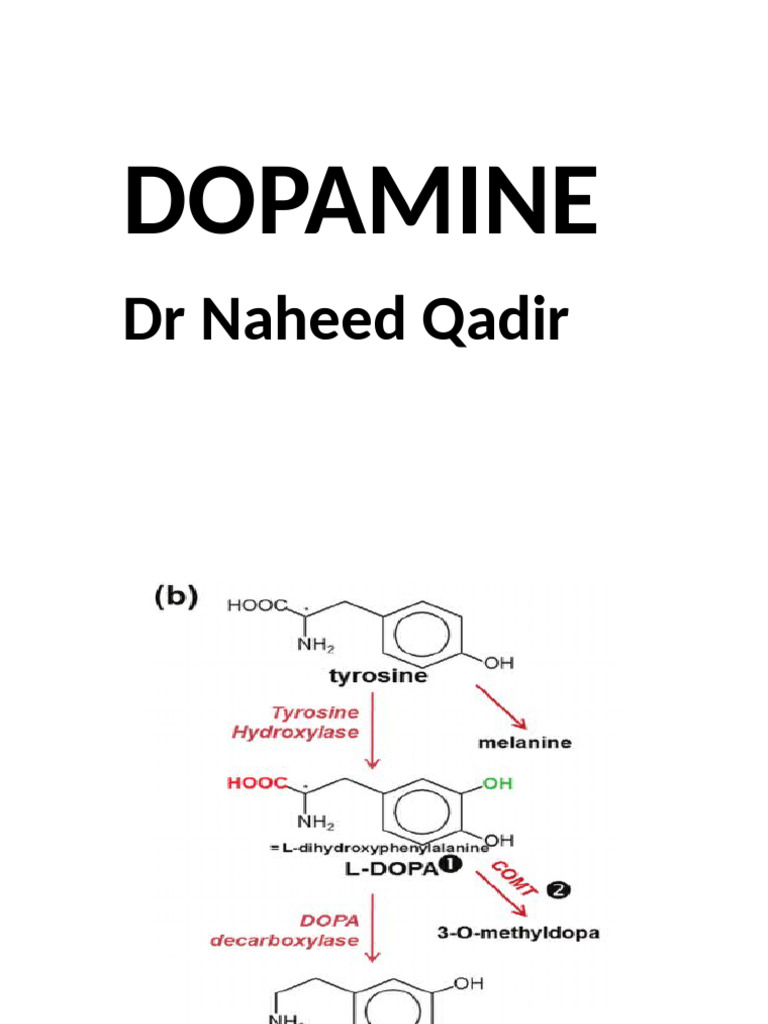 Dopamine | PDF | Dopamine | Neuroscience