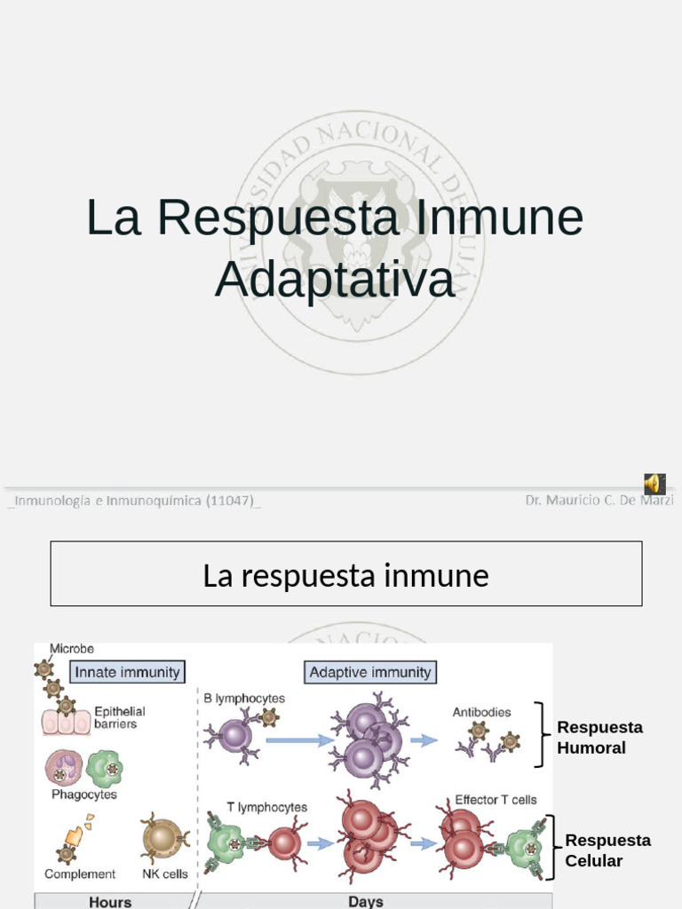 Clase_7_Respuesta_adaptativa_ | PDF | Anticuerpo | Linfocitos