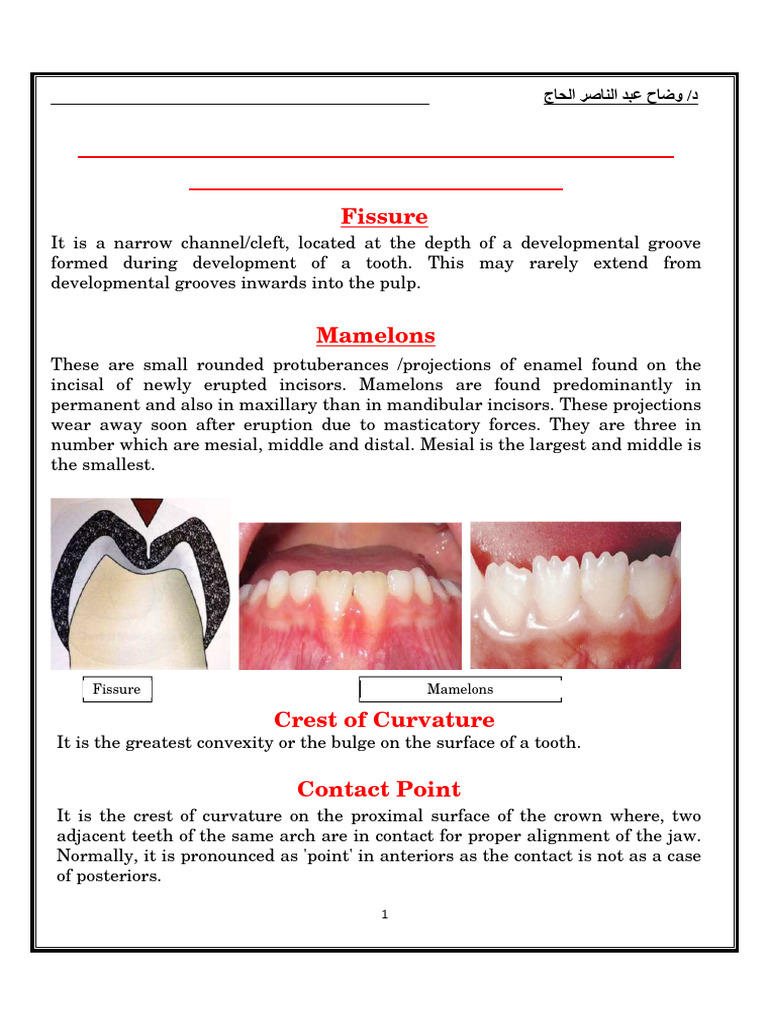 Anatomical landmarks of the teeth (Definitions and terms) | PDF ...