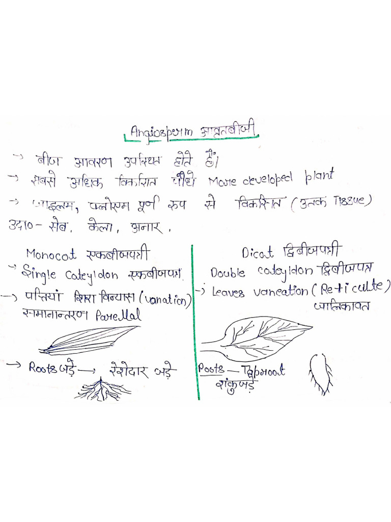 097 Biology Plant Morphology Biology by Bhawna Mam Plant M | PDF