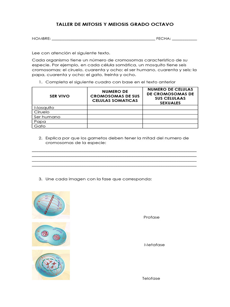 Taller de Mitosis y Meiosis Grado Octavo | PDF | Mitosis | Mitosis